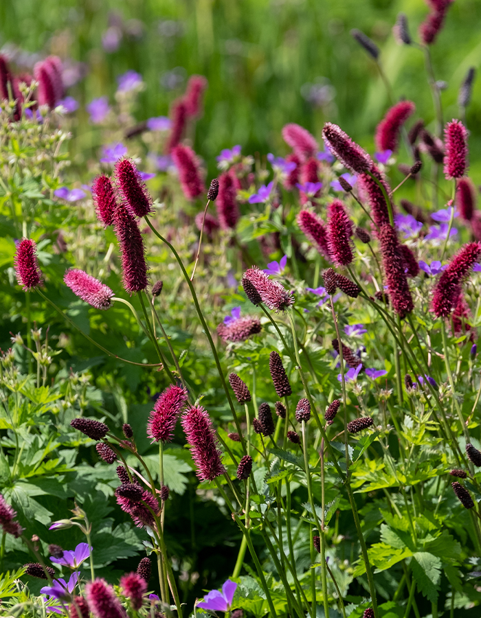 Studio Stassen | Garden Design Northumberland